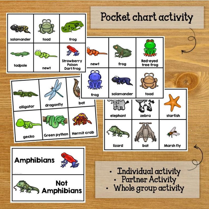 Amphibians Sorting Activity for Preschool, Kindergarten (digital ...