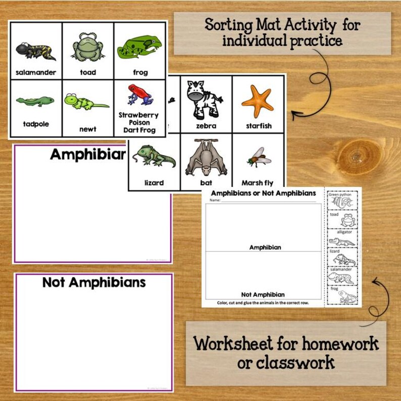Amphibians Sorting Activity for Preschool, Kindergarten (digital ...