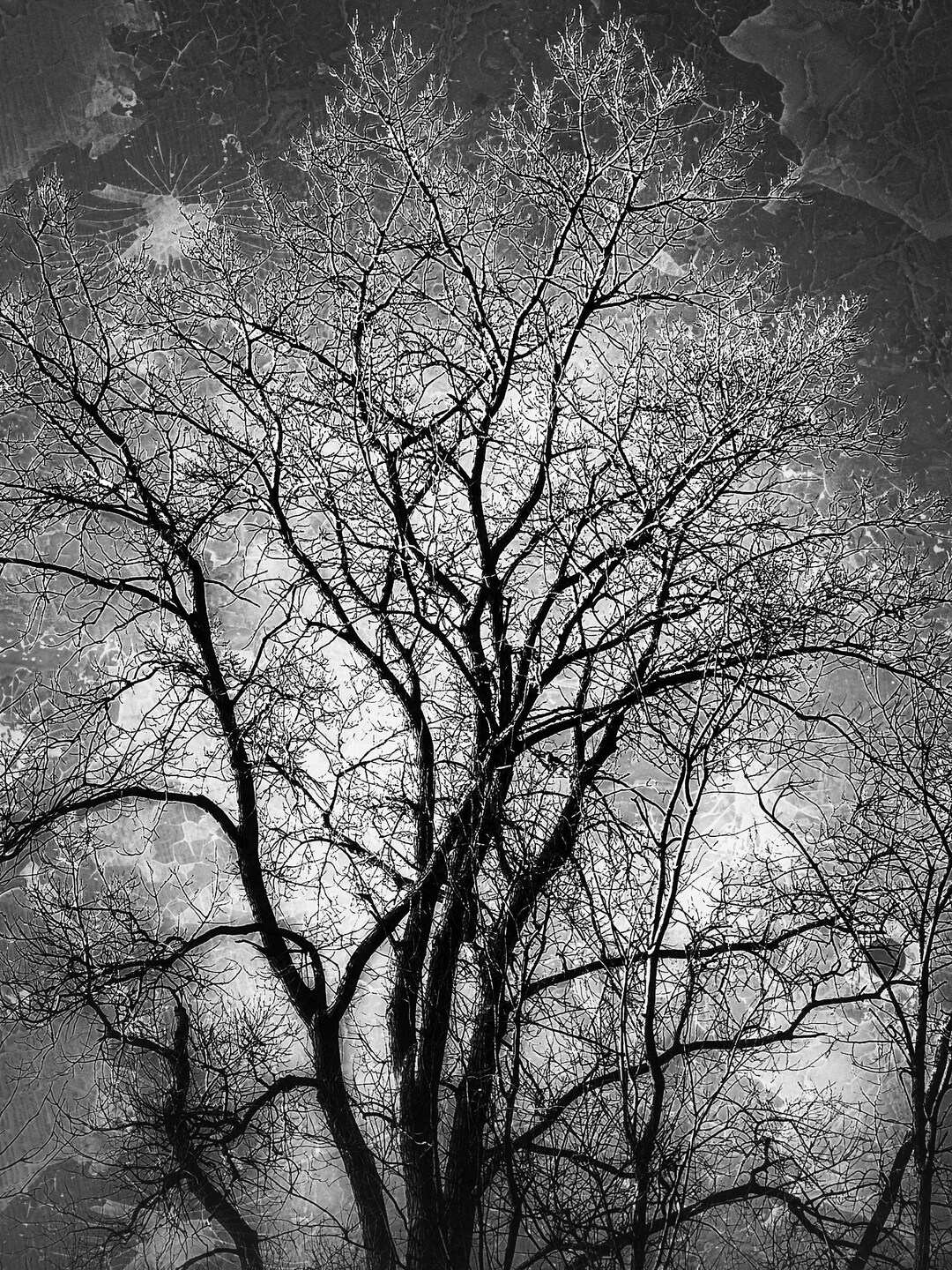Crackle Tree - Unframed Print - Etsy