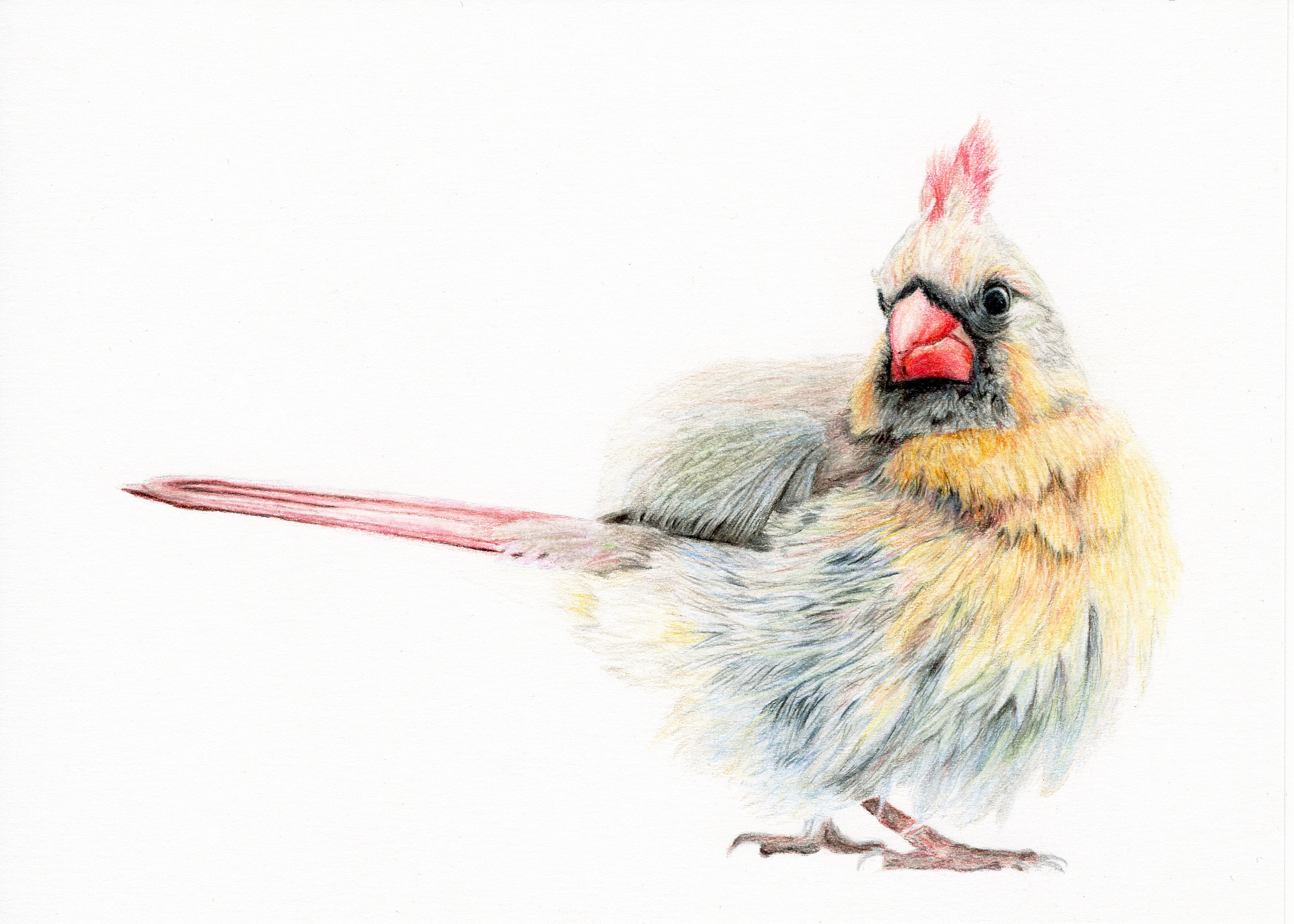 Female Cardinal Drawing
