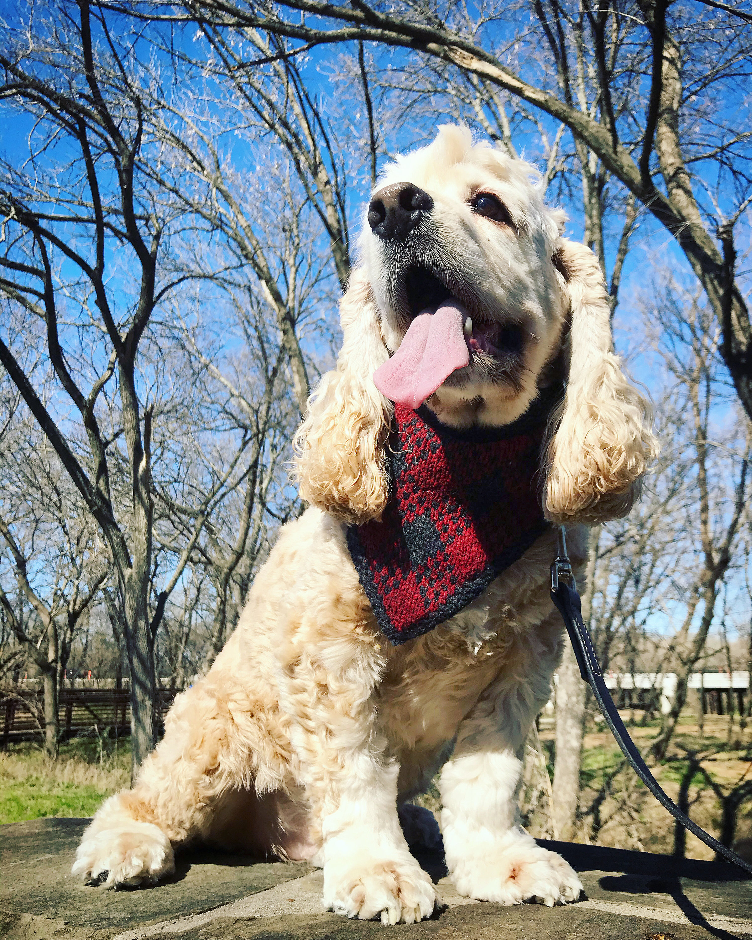 WOOF! Knitting Pattern - Etsy