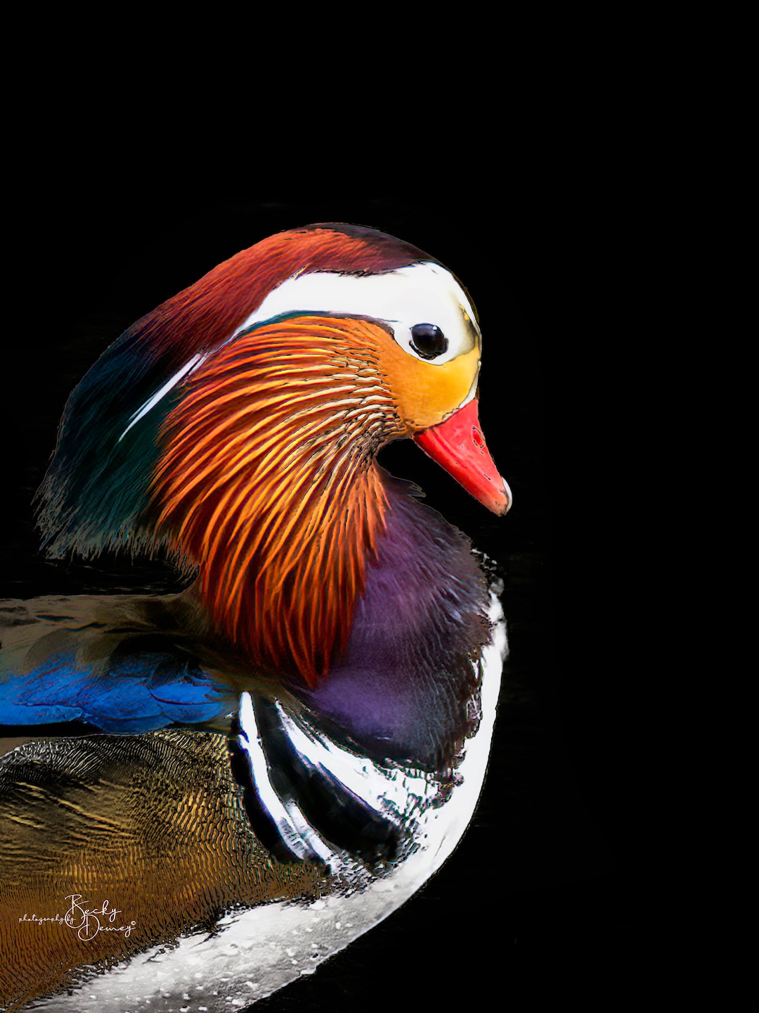 The Most Beautiful Duck in the World Mandarin Duck Colorful Photo ...