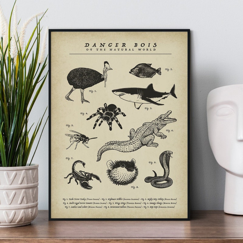 Animal Anatomy - Etsy