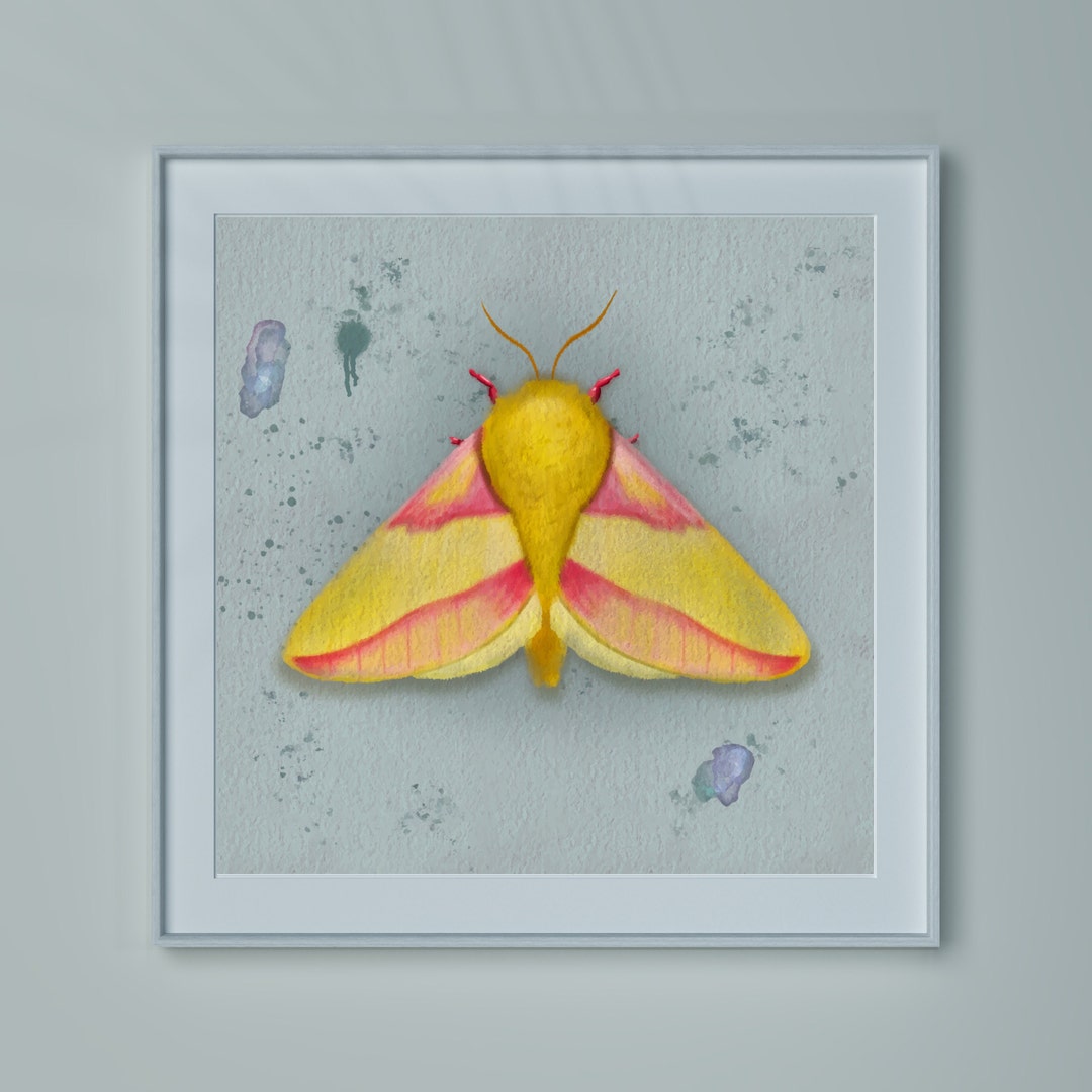Rosy Maple Moth Digital Print, Moth Print, Insect Art, Wall Art ...