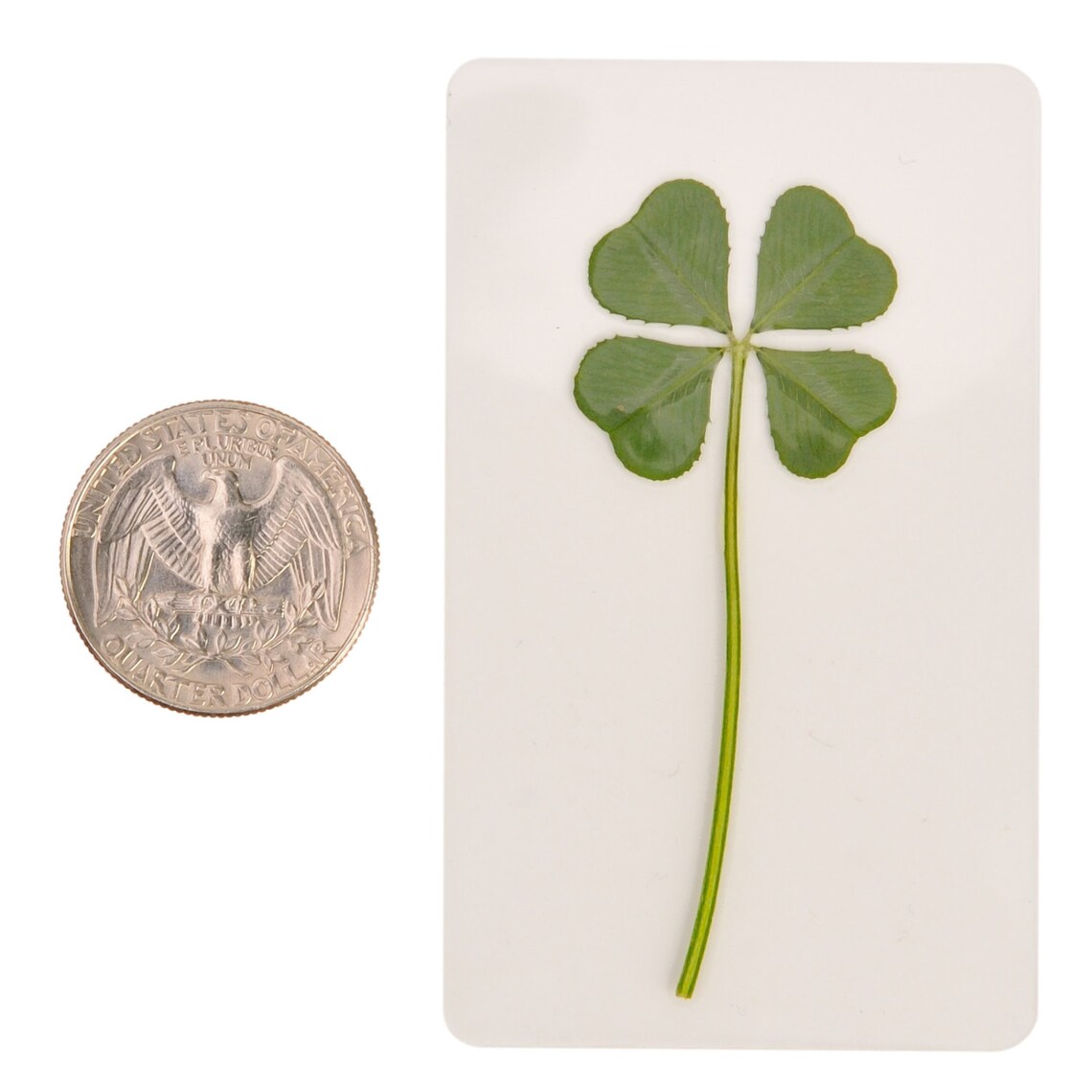 Genuine Real 4 Four-leaf Clover Bookmarks Irish Shamrock Good - Etsy