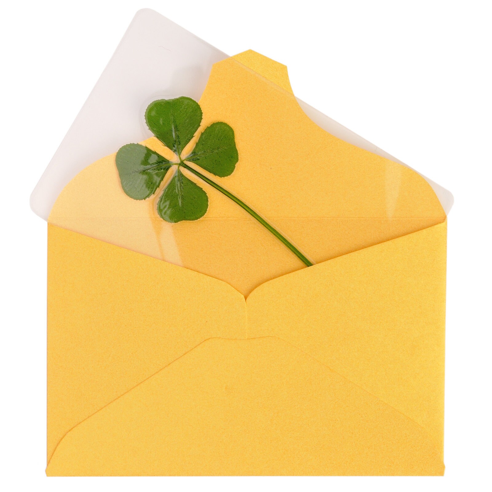 We Ship Worldwide Rare 5 Five Four Leaf Clover Irish Good Luck Charms We Ship Worldwide Rare 5 Five Four Leaf Clover Irish Good Luck Charms