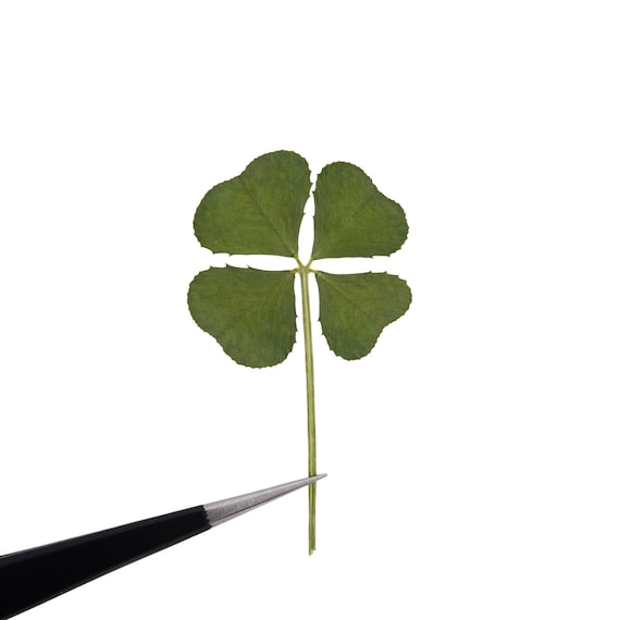 Real Irish Four Leaf Clover