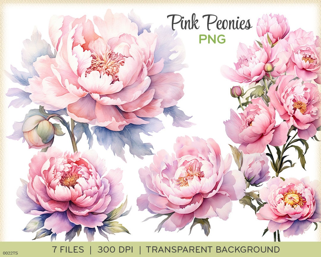Watercolor Pink Peonies Clip Art, Pngs, Pink Aquarelle Flowers, Peony ...