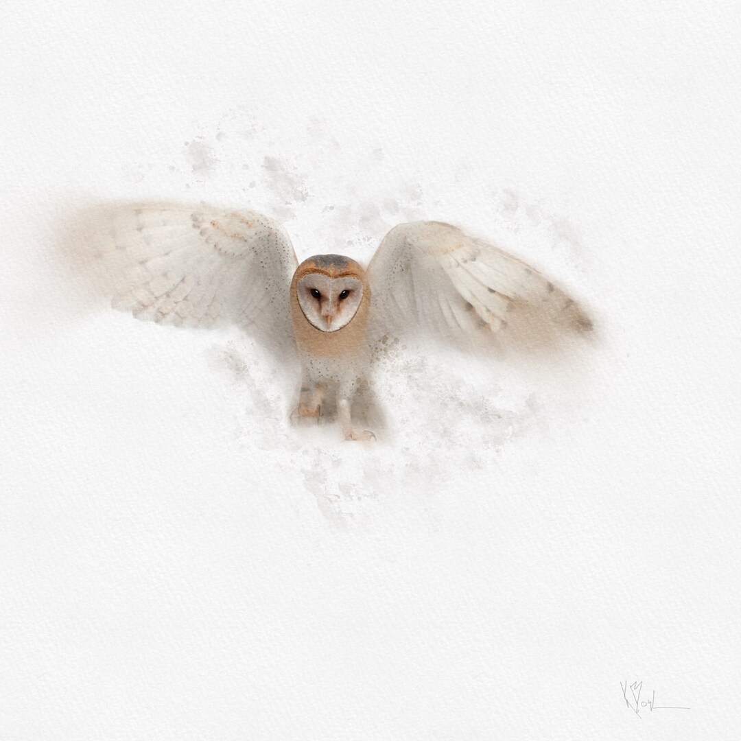 Barn Owl in Flight, Owl Painting, Owl Print, Owl Decor, Owl Watercolour ...