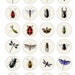 Vintage Insects and Bugs 1 Inch 25mm 20mm 1.313 Inch 1.5 Printable ...