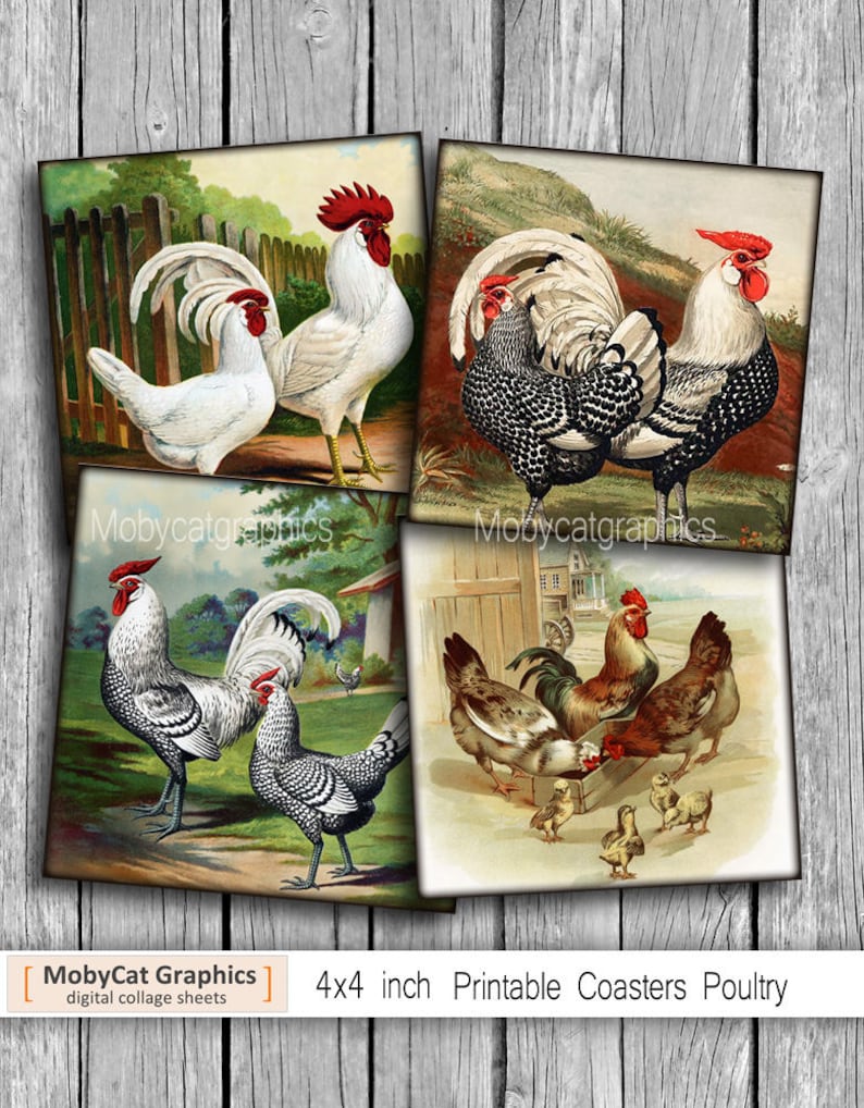 Antique Poultry Art Printable: Chicken & Rooster Coasters (digital ...