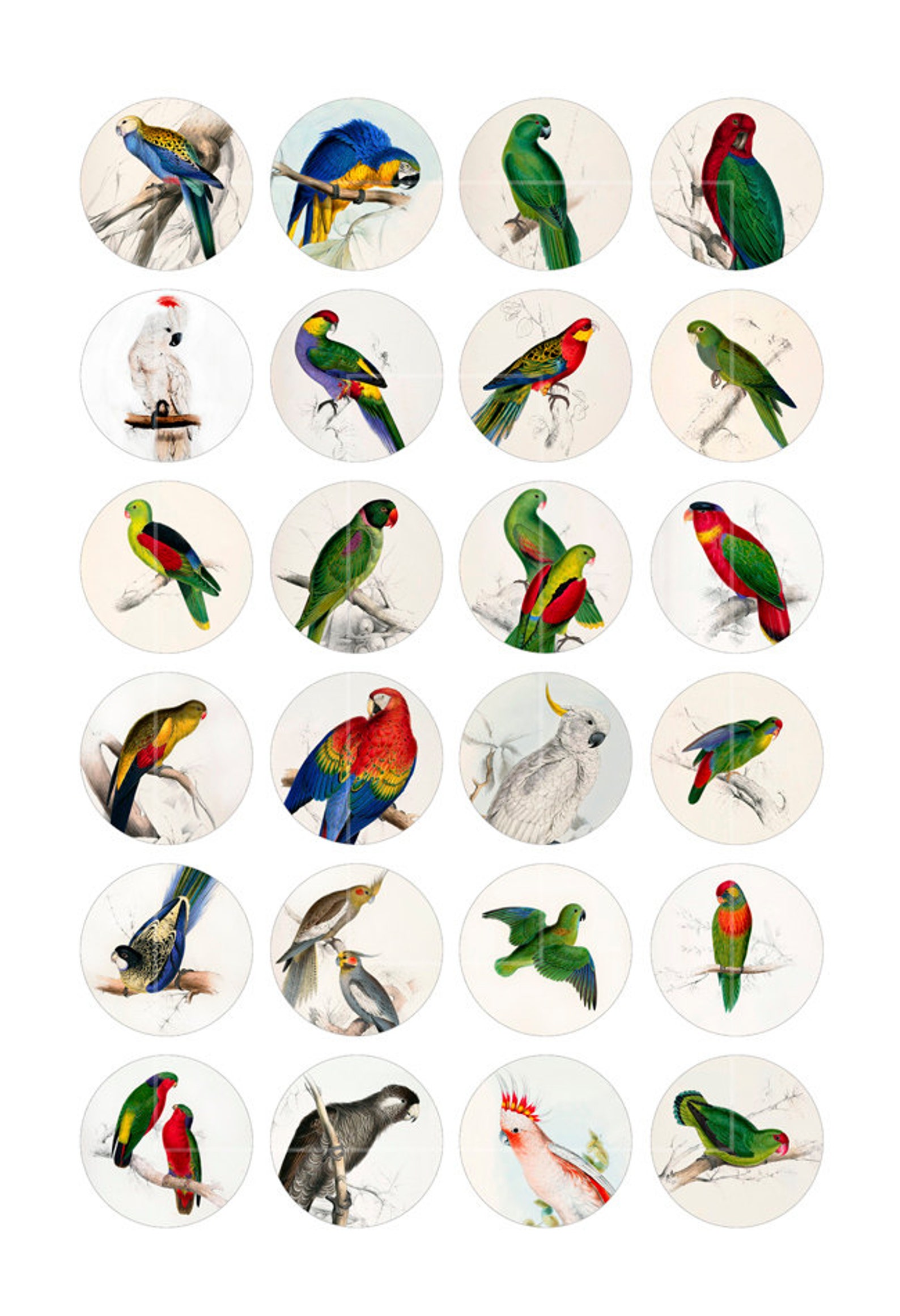 Parrots Digital Collage Sheet Circle Images 16mm 1 Inch 25mm - Etsy