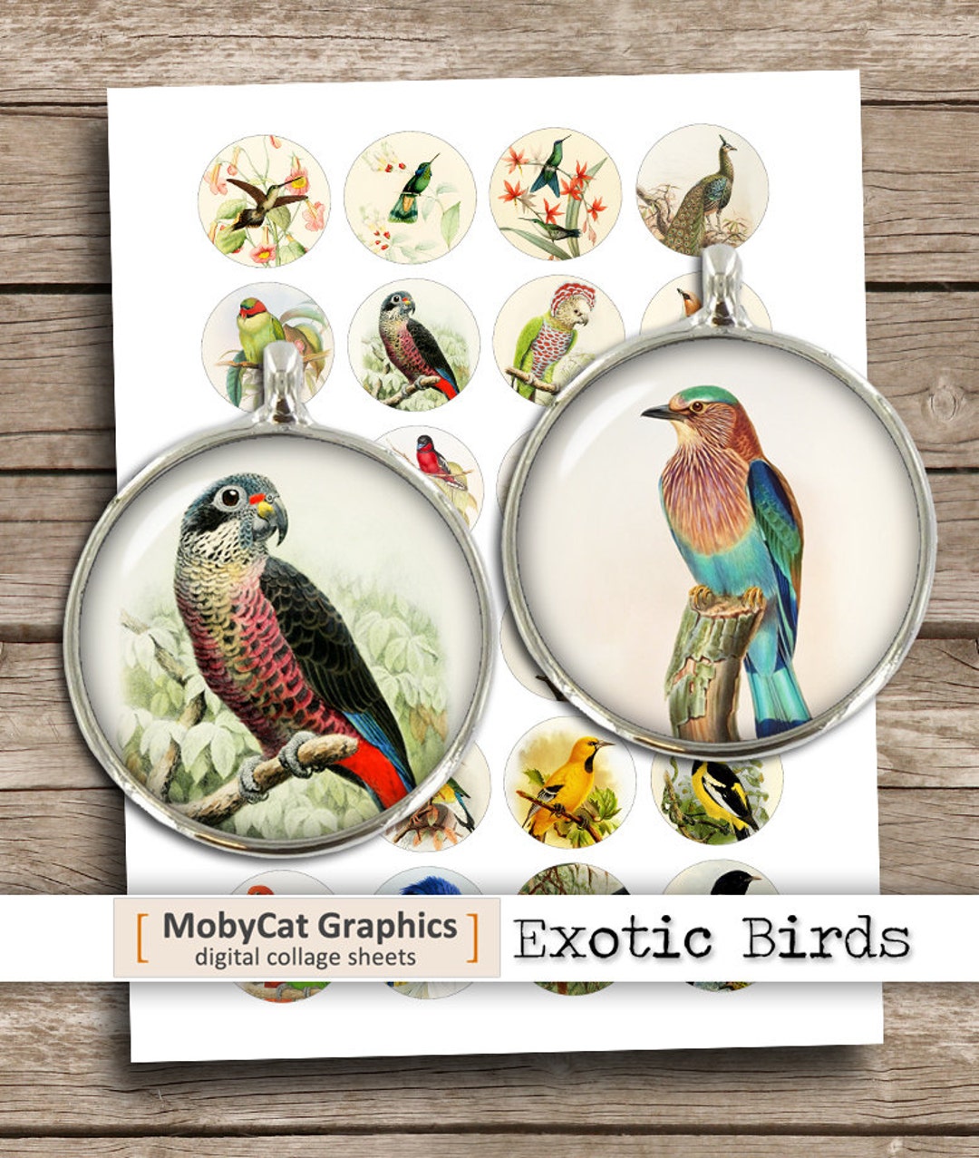 Exotic Birds Collage Sheet – Printable Circle Images (digital Download ...