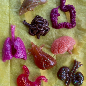 Human Organs Learning Resource - Etsy