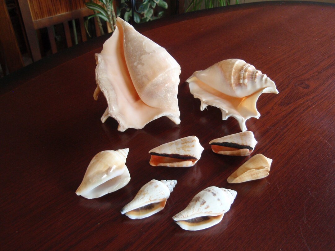 Clearance- Real Natural Beach Sea Shells Two Large Four Small ...