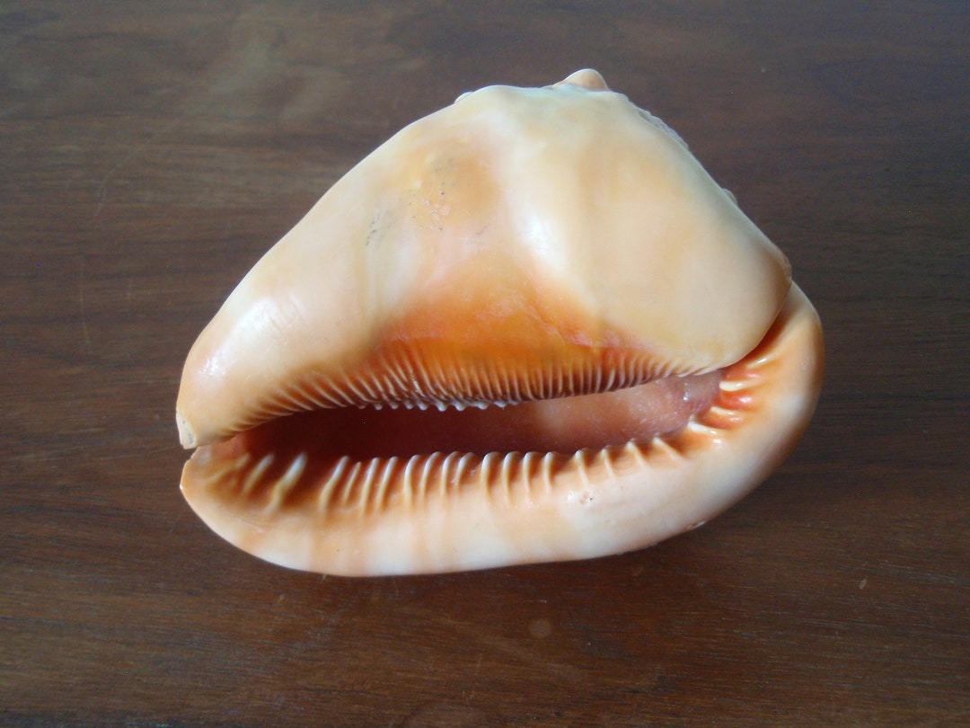 Natural Real Sea Shell Bull Mouth Conch Shell 4.5" X 3.25" Ocean Beach ...