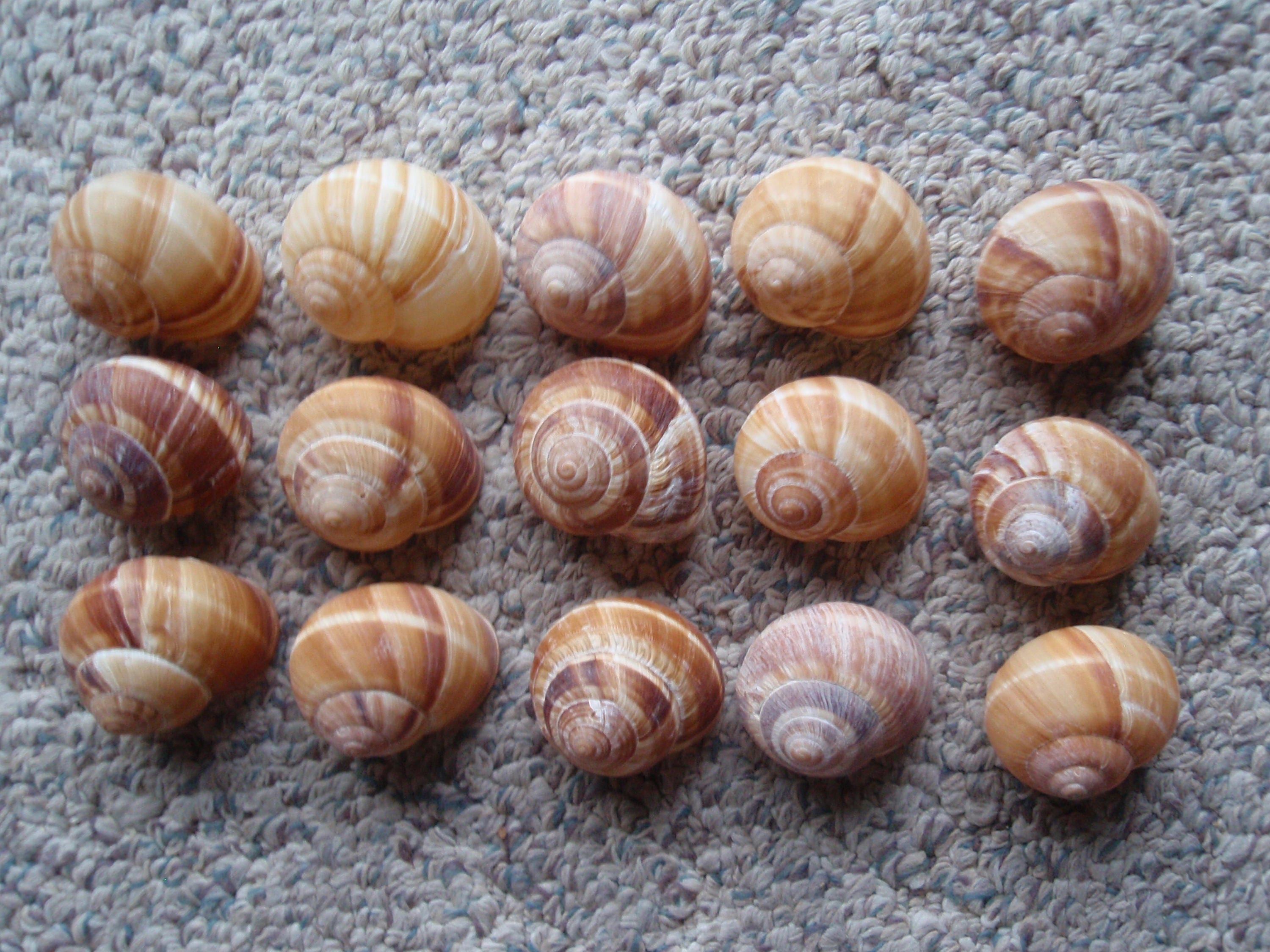 Colorful Snail Shells