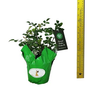 SEVEN SISTERS Old Garden Antique Heirloom Climbing Rambler Rose Bush - Etsy