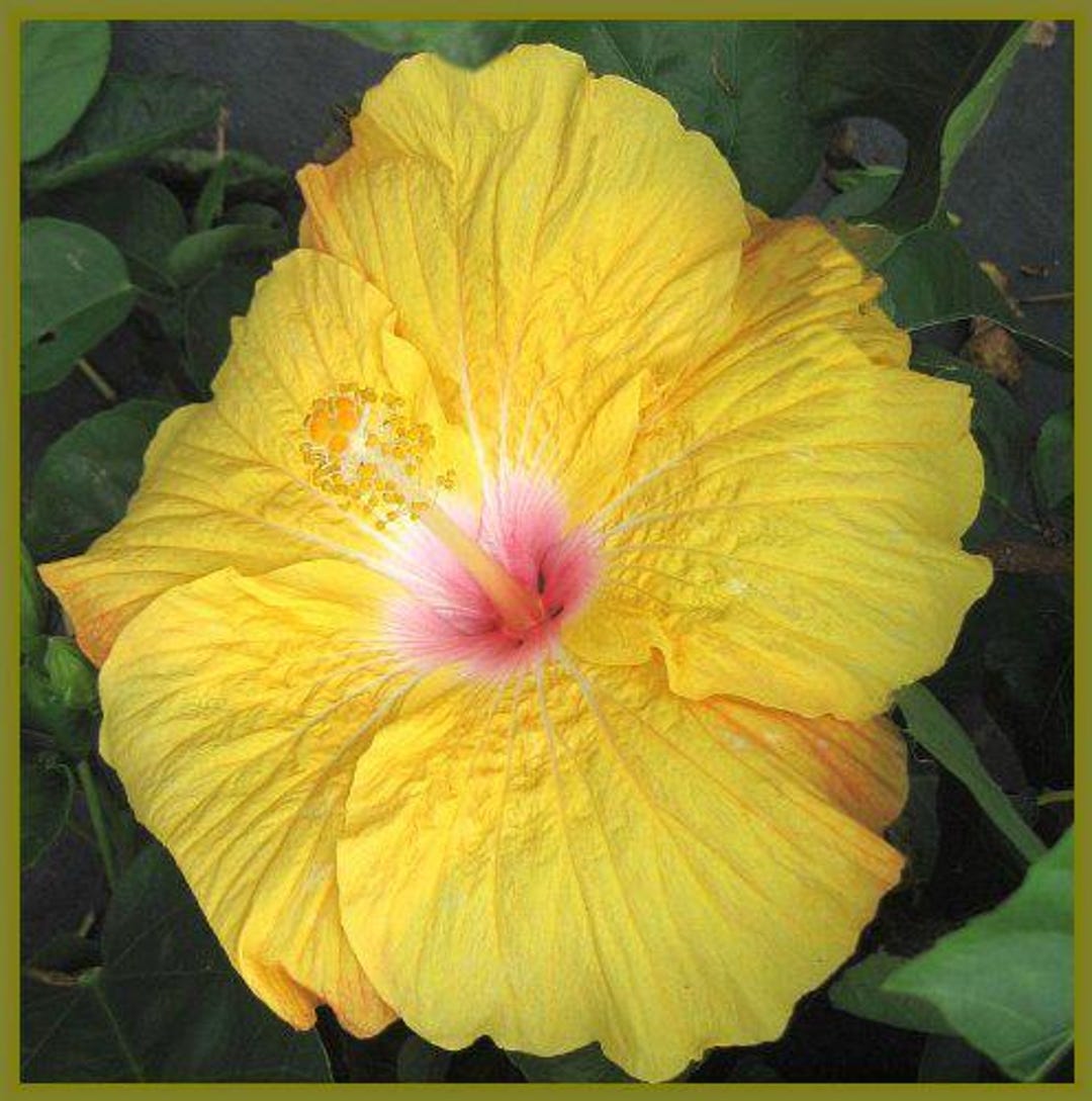 Wally Yellow Tropical Heirloom Hybrid Exotic Fancy Hibiscus Plant ...