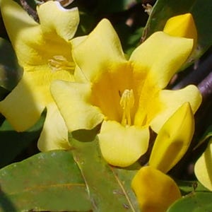 CAROLINA JASMINE Fragrant Swamp Jessamine Yellow Spring Flowering Vine ...
