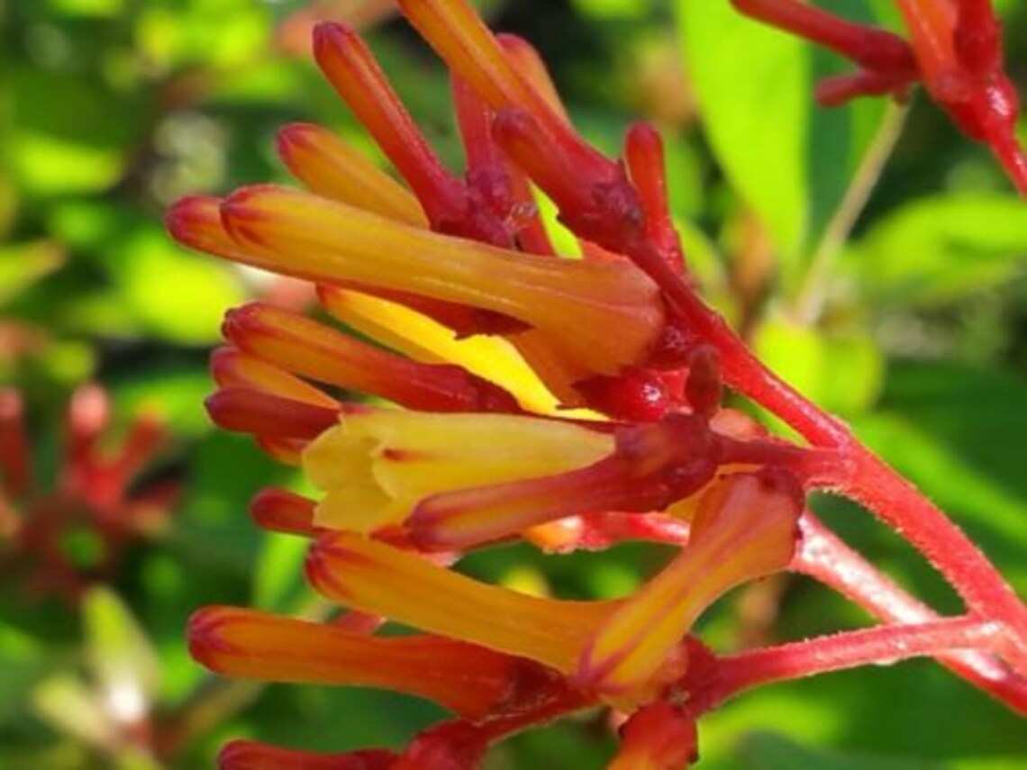 Firebush AFRICAN Shrub Live Plant Orange Yellow Flower - Etsy