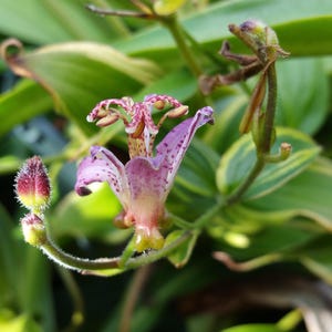 TOAD LILY Variegated Live Tropical Plant Shade Garden Tricyrtis Samurai ...