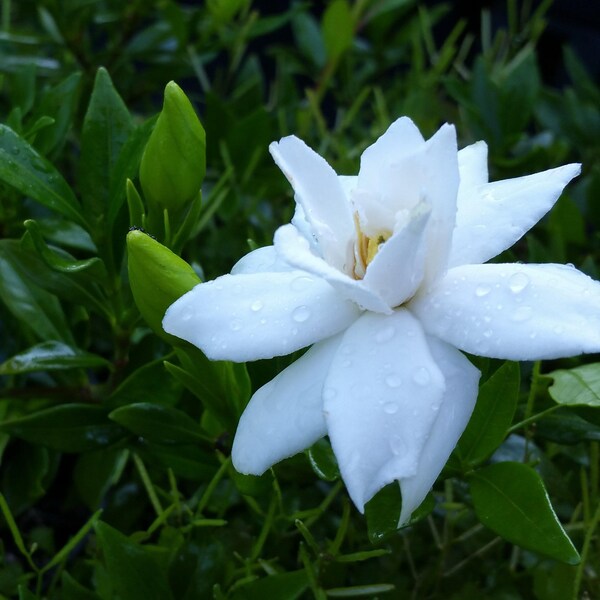 Dwarf Gardenia Plant - Etsy