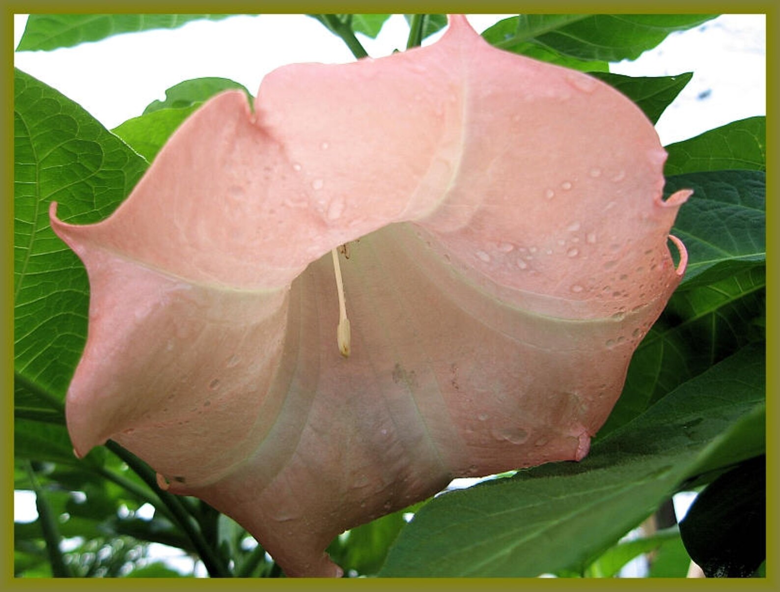 Brugmansia CHERUB Dwarf Angels Trumpet Live Tropical Plant - Etsy