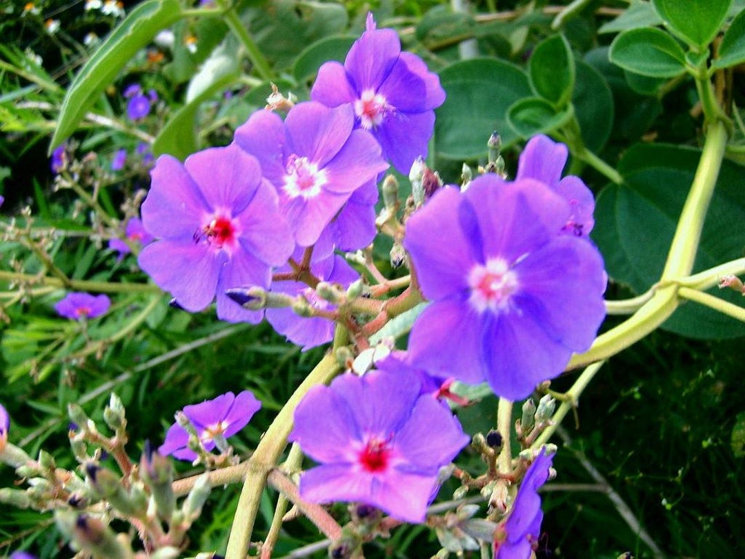 TIBOUCHINA SILVER LEAF Princess Flower Rare Unique Tropical Plant ...