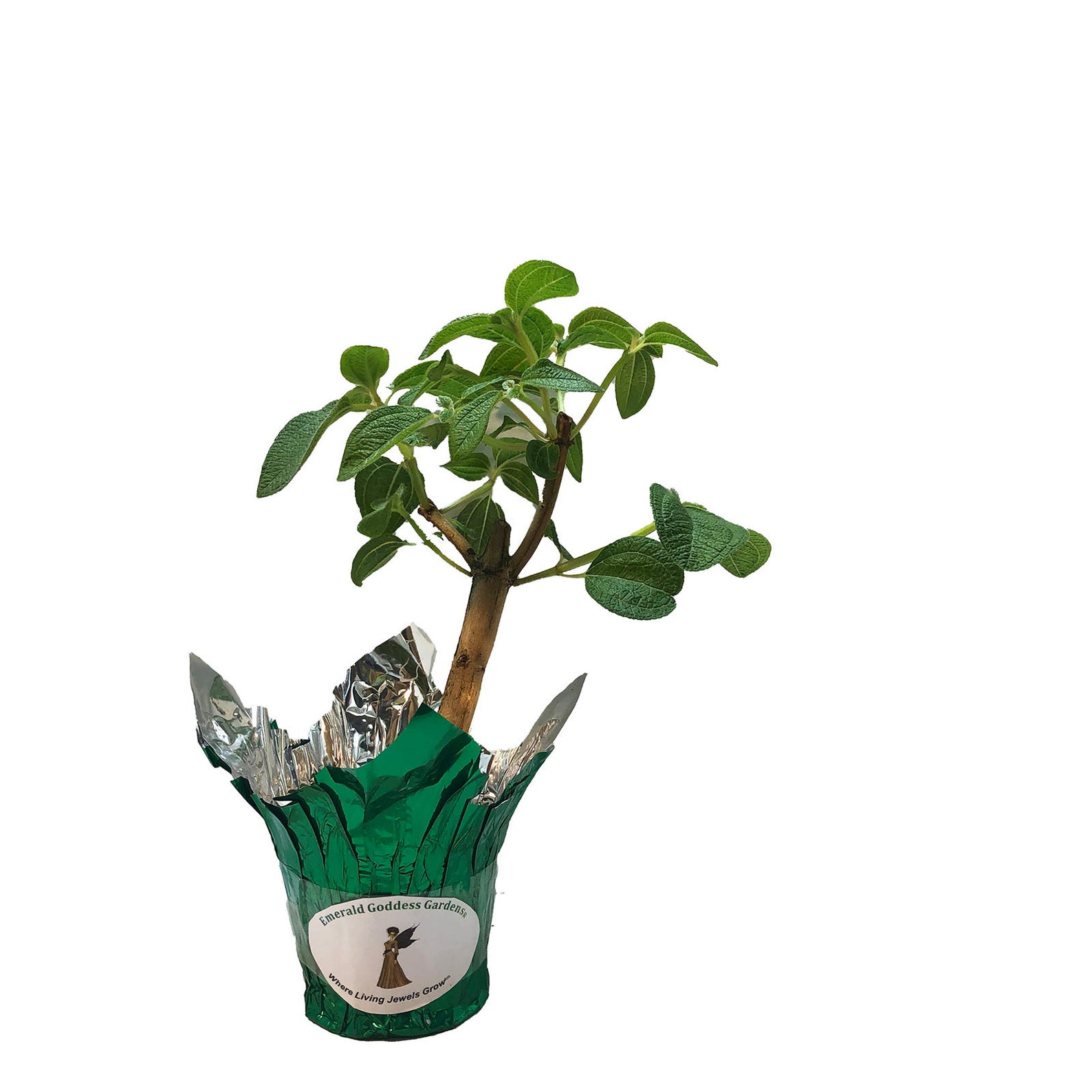 TIBOUCHINA SILVER LEAF Princess Flower Rare Unique Tropical | Etsy