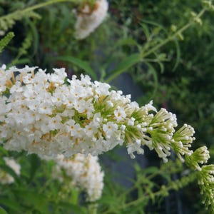 Buddleia Non Invasive Hybrid WHITE PROFUSION Live Butterfly Bush Plant ...