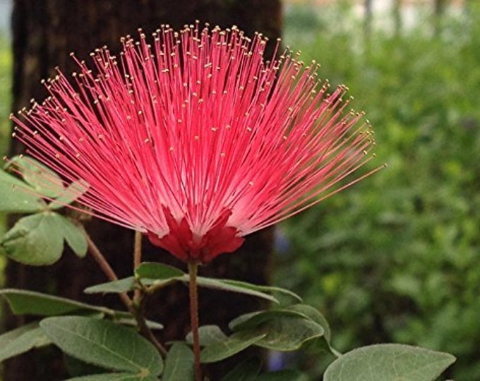 Powder Puff RED DWARF Flowering Shrub Plant Unique Unusual Red - Etsy