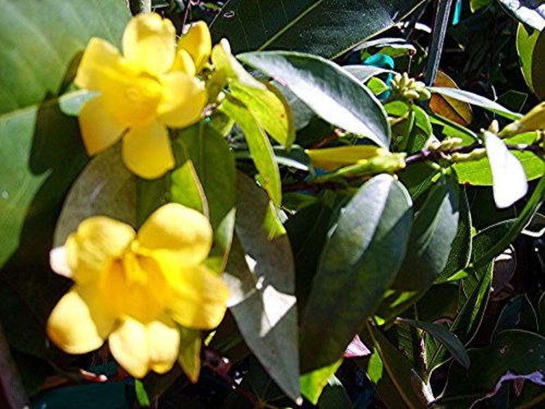 CAROLINA JASMINE Fragrant Swamp Jessamine Yellow Spring | Etsy
