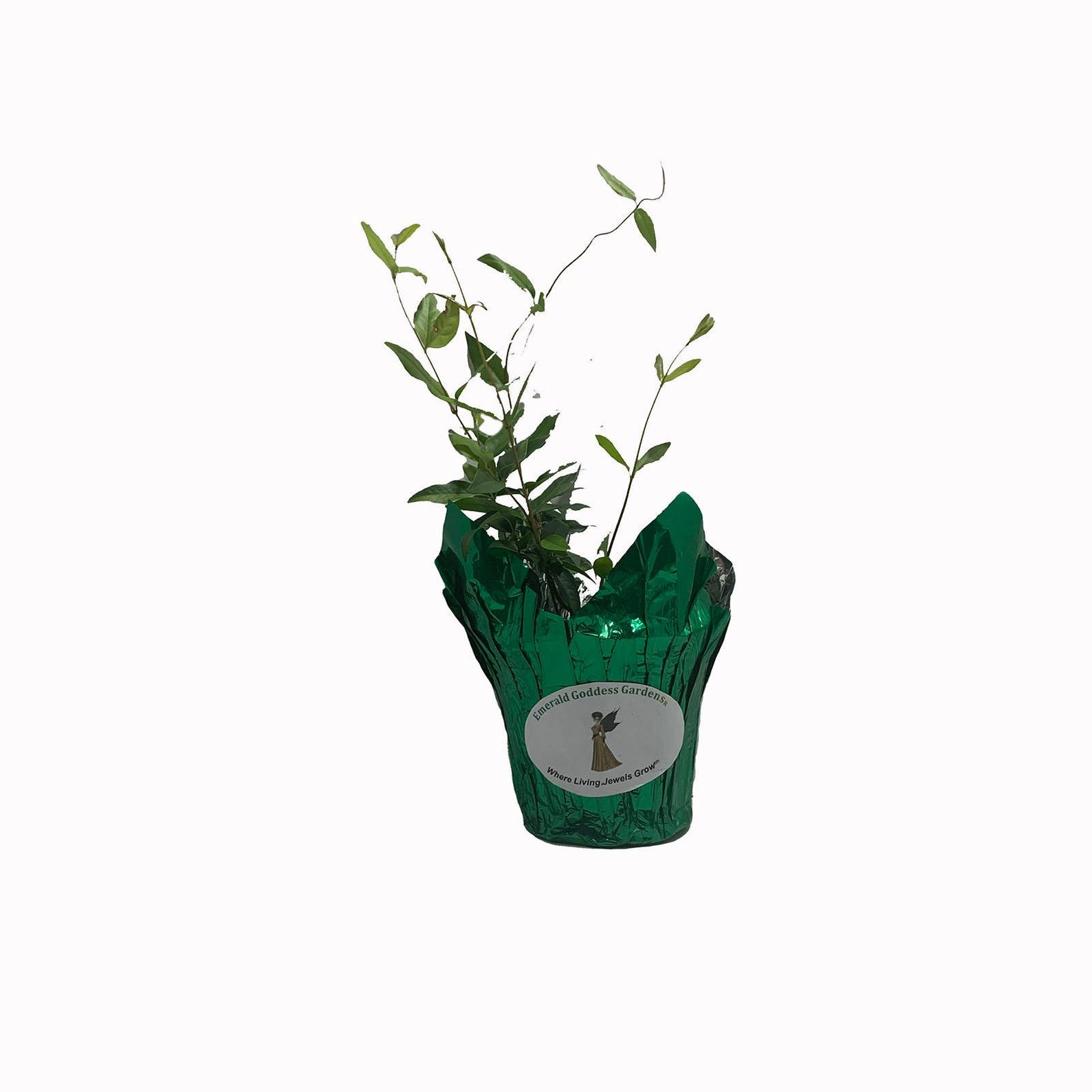 CAROLINA JASMINE Fragrant Swamp Jessamine Yellow Spring Flowering Vine ...