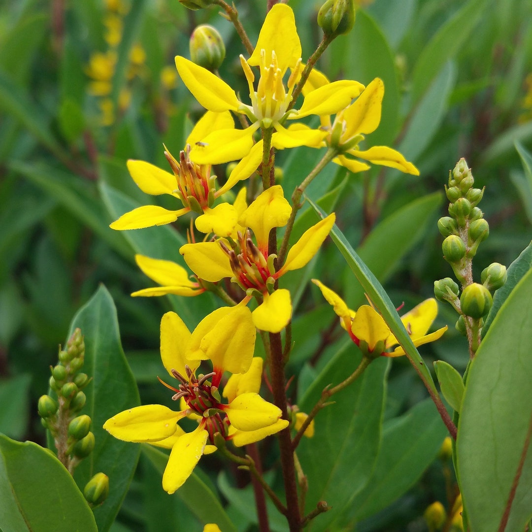 Thryallis Golden Shower Galphimia Glauca Live Plant Shrub - Etsy