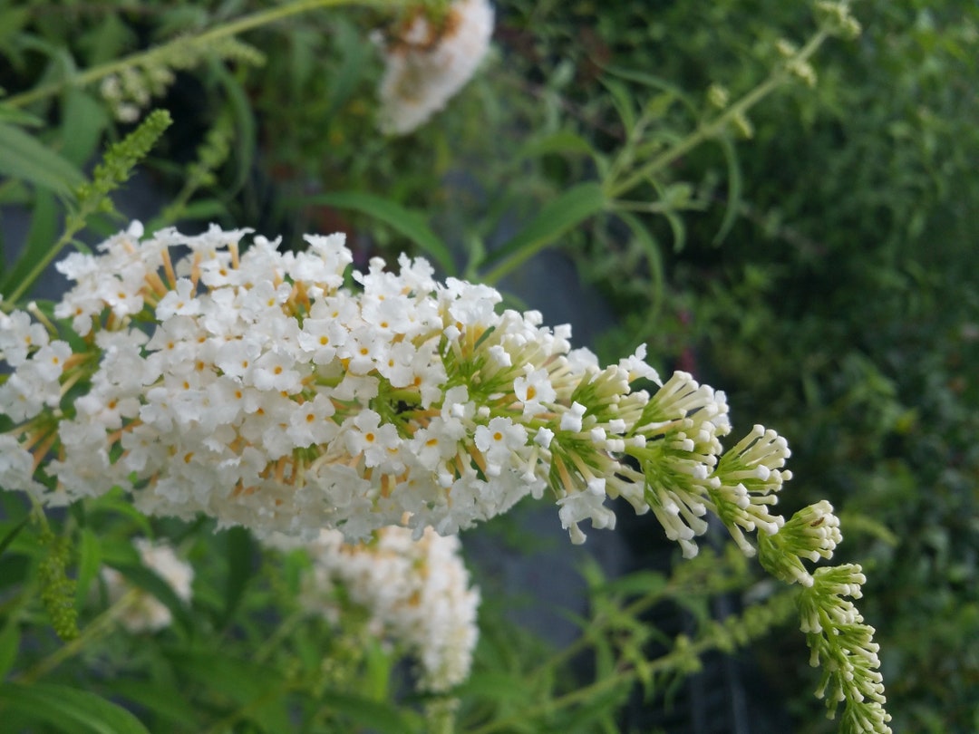 Buddleia Non Invasive Hybrid WHITE PROFUSION Live Butterfly Bush Plant ...