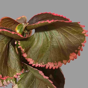 Dragon Fire Copperleaf Live Tropical Plant Broad Curled Pink Bronze ...