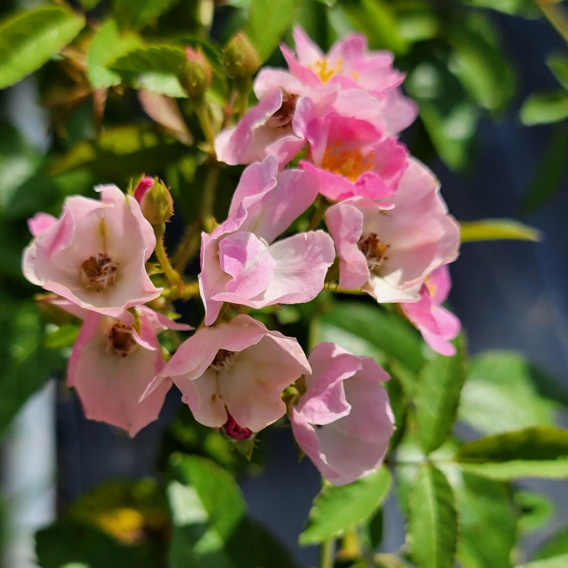 BALLERINA Musk ROSE Antique Heirloom Live Plant Shade Tolerant - Etsy