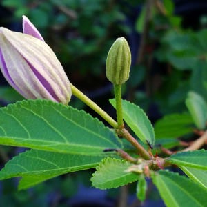 LAVENDER AFRICAN Star Flower Crossberry Live Semi Tropical Tree Plant ...