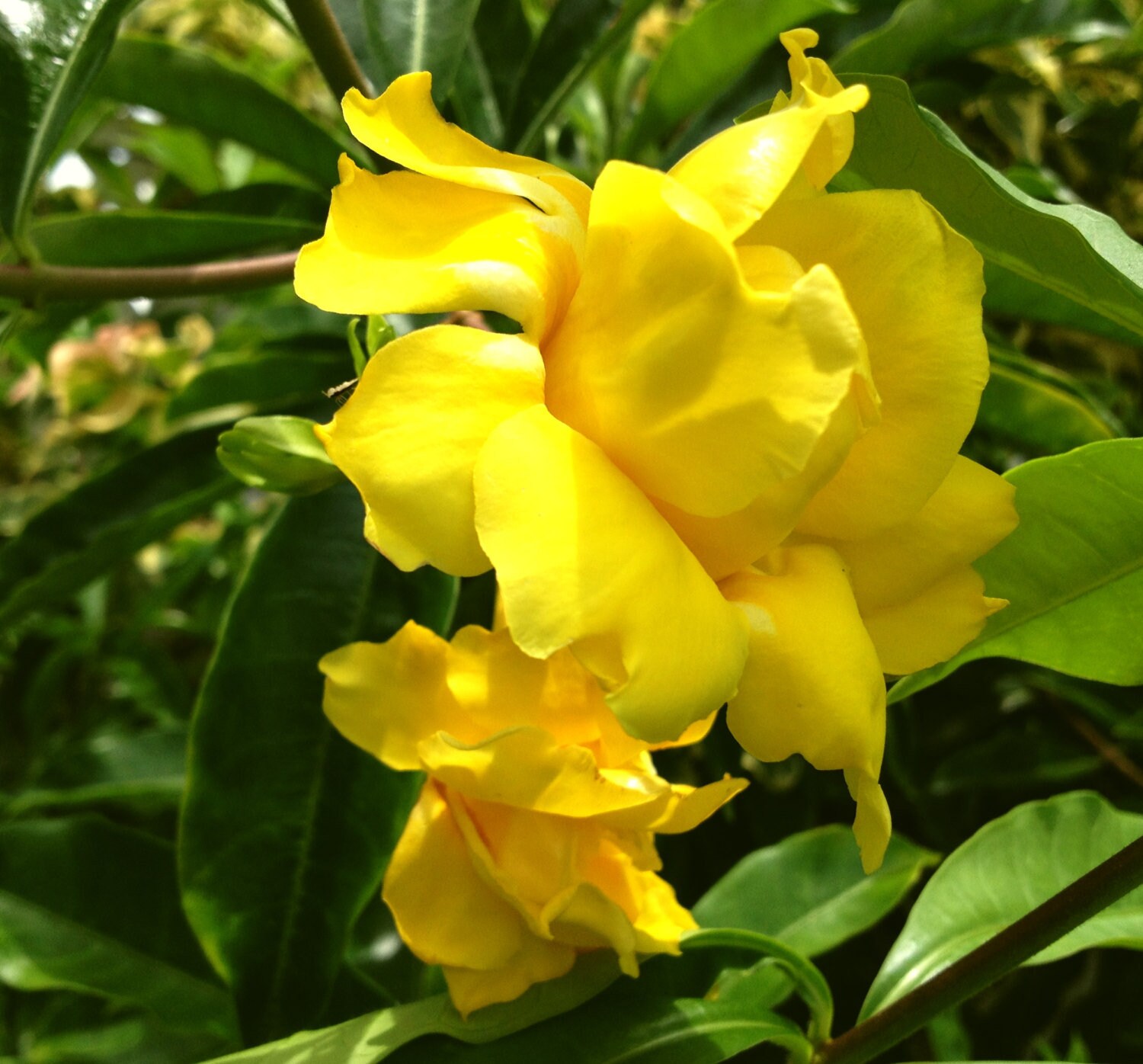 Allamanda Vine Live Plant Semi Tropical STANSILLS DOUBLE - Etsy