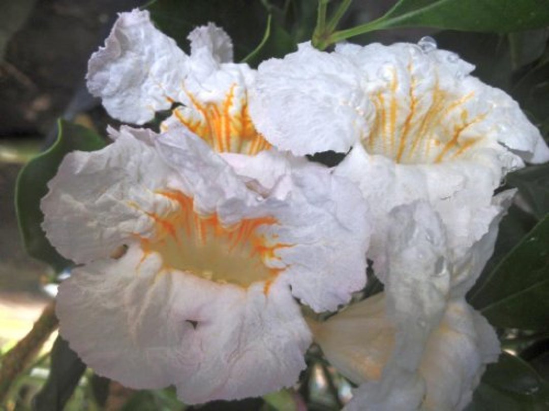 PEEP THONG Perfume Dwarf Jasmine Live Tree Plant Radermachera Kunming ...