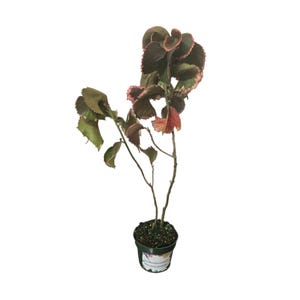 Dragon Fire Copperleaf Live Tropical Plant Broad Curled Pink Bronze ...