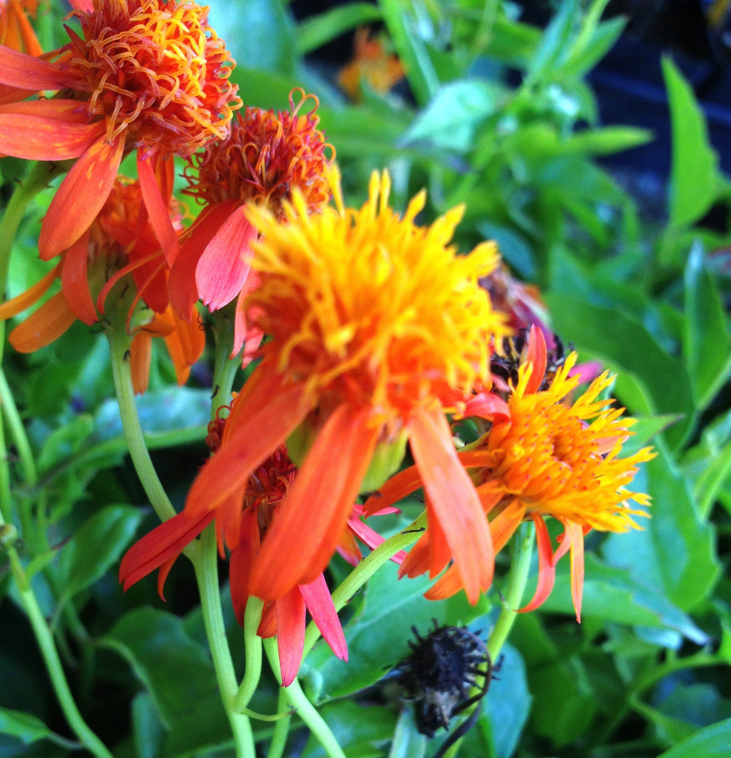 MEXICAN FLAME VINE Tropical Plant Unusual Yellow Orange Flower - Etsy