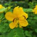 CHRISTMAS SENNA Bicapsularis Winter Cassia Semi Evergreen - Etsy