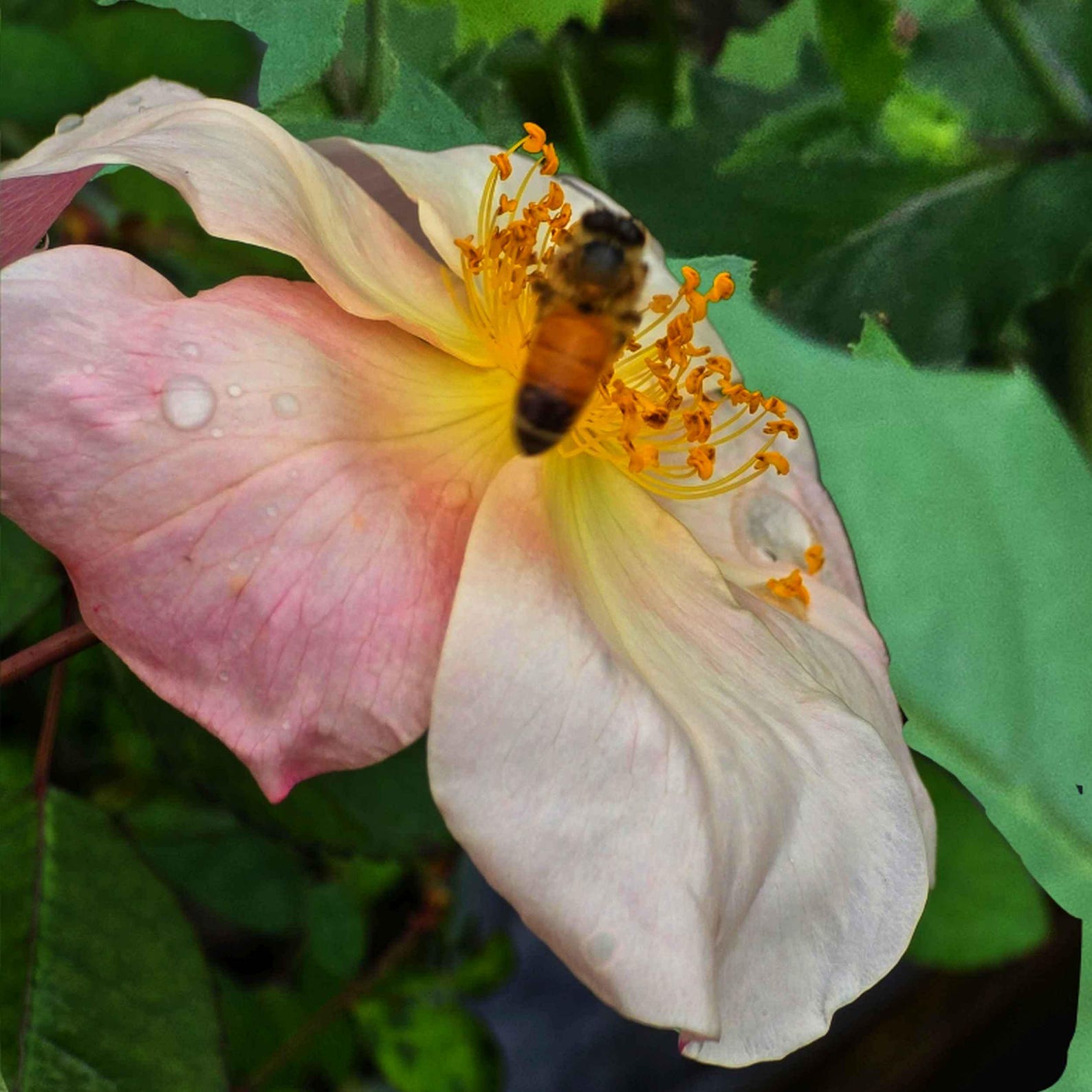 MUTABILIS Butterfly Rose Bush Plant Heirloom Antique Own Root Old ...