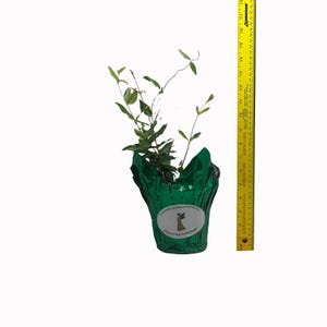 CAROLINA JASMINE Fragrant Swamp Jessamine Yellow Spring Flowering Vine ...