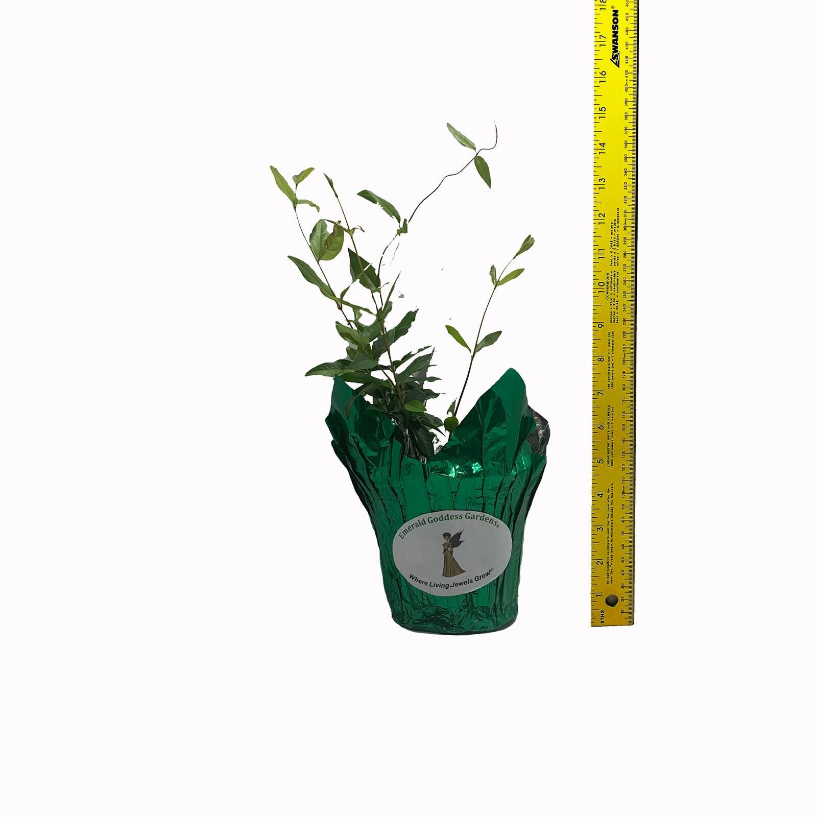 CAROLINA JASMINE Fragrant Swamp Jessamine Yellow Spring Flowering Vine ...
