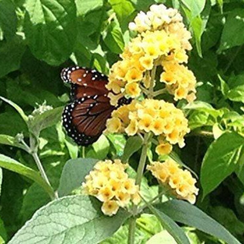 Butterfly Bush - Etsy