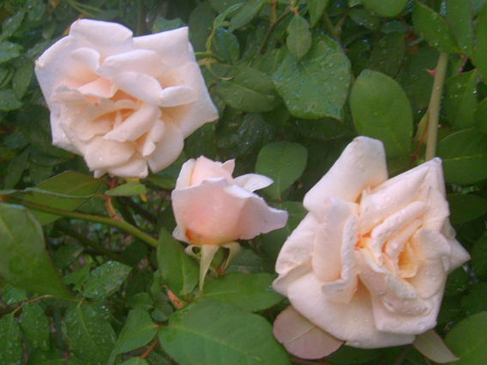 SAFRANO Apricot Pink Shrub Rose Bush Live Plant Heirloom Own Root ...