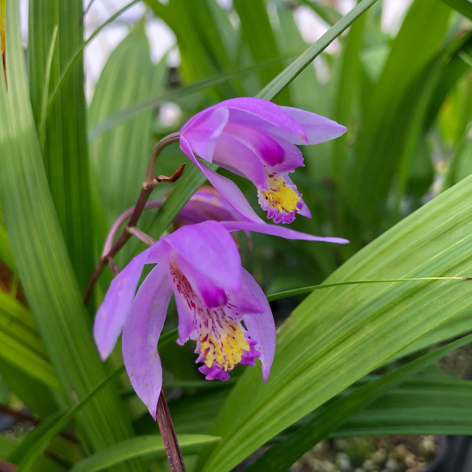 Bletilla Yokohama Kate Purple Ground Orchid Live Plant Lightly Fragrant ...